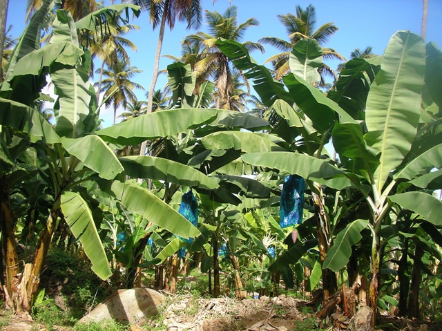 Where have all the Bananas gone? The Caribbean in the aftermath of the ...