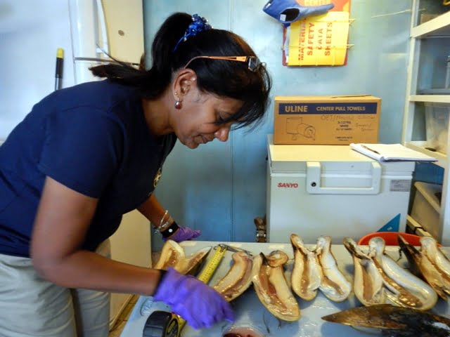 UWI Marine Biologist on Spot for Major Discovery in Grenada Basin | The ...
